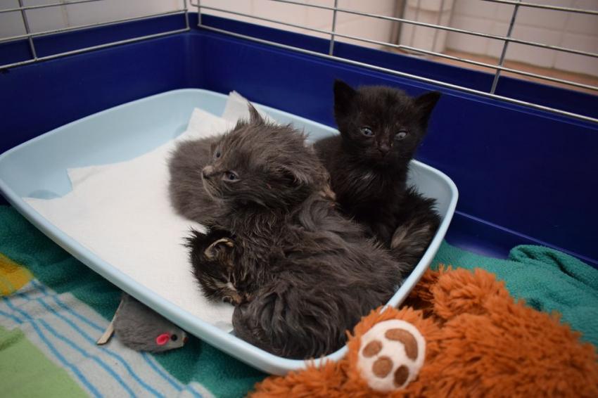 4 Katzenbabys gefunden - Tierheim Quellenhof Passbrunn