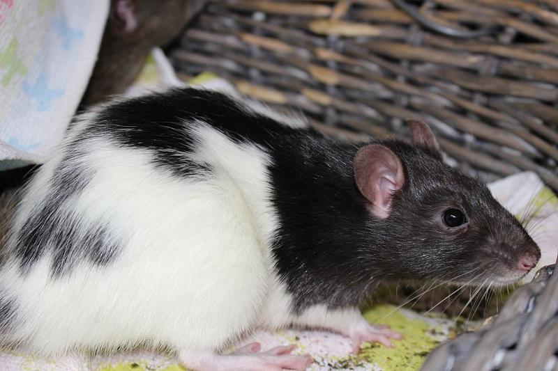 Kleintiere - Tierheim Quellenhof Passbrunn